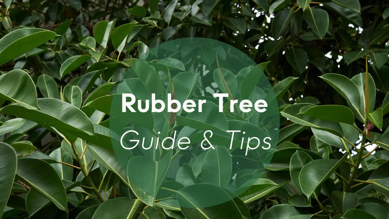 Rubber Tree Plant Care: Guide & Tips For a Healthy Plant – KORU ONE
