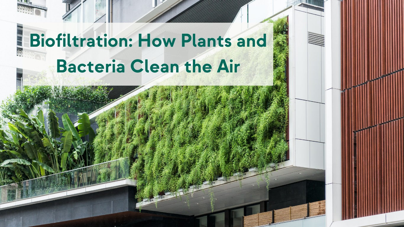 Biofiltration: How Plants Clean the Air Thanks to Bacteria - KORU ONE