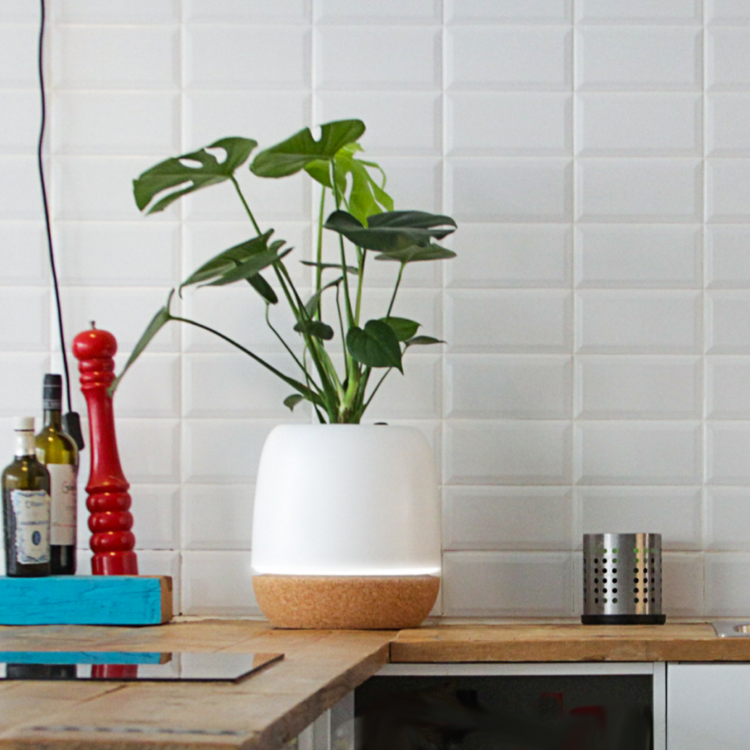 Breathe Easier at Home & Office with Best Plant-Inspired Air Purifier ...