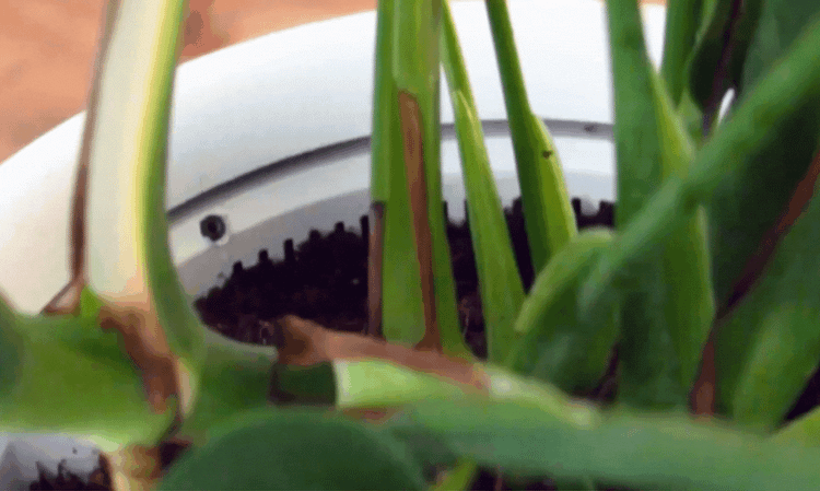 Koru One: Data-Driven Plant Care System – KORU ONE